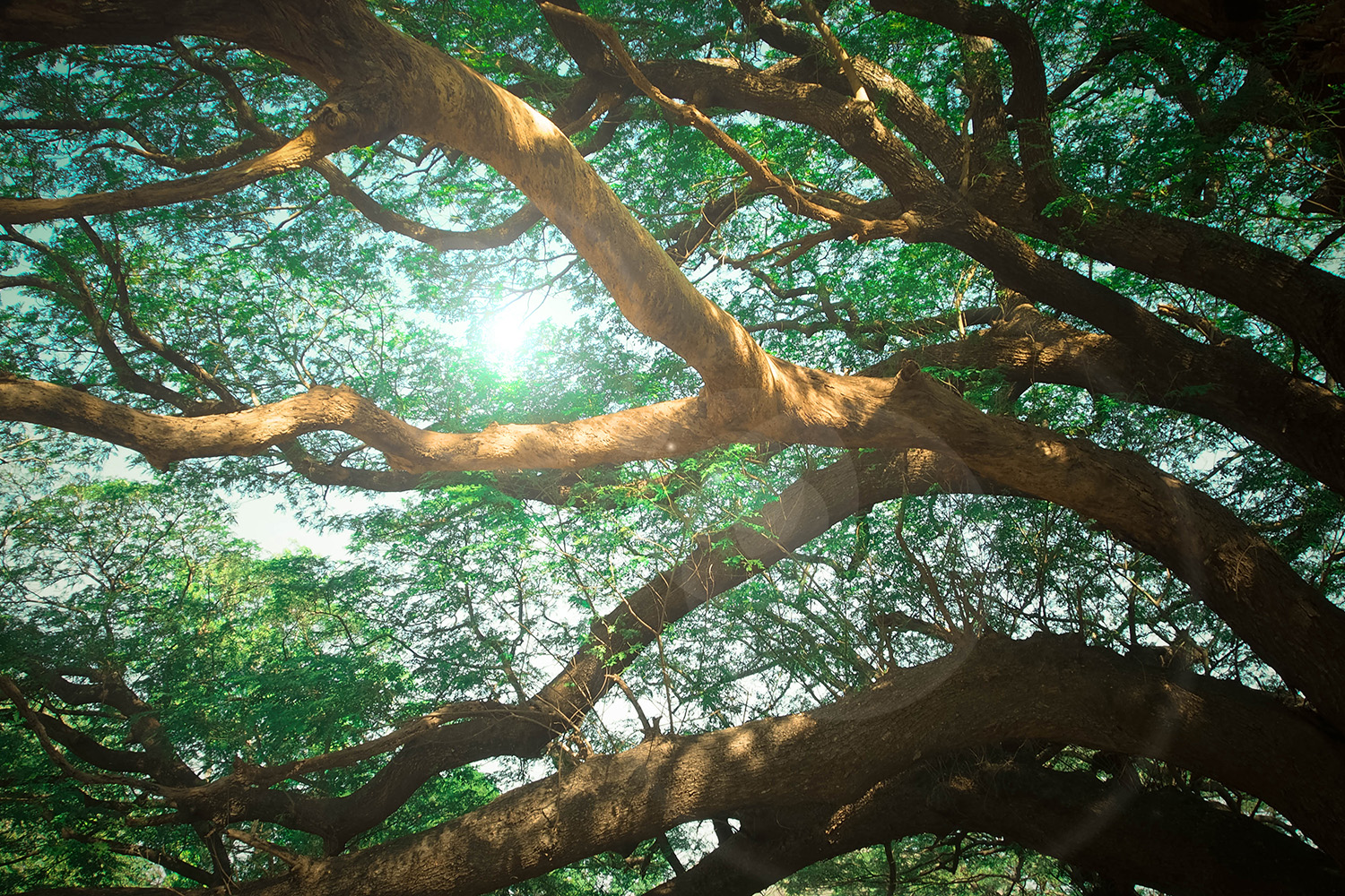 Services - Soul Shaman